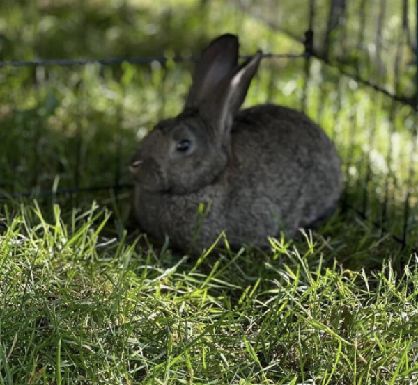 RABBIT ANGELS RABBIT RESCUE