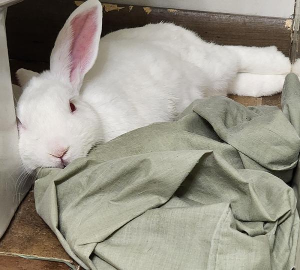 RABBIT ANGELS RABBIT RESCUE