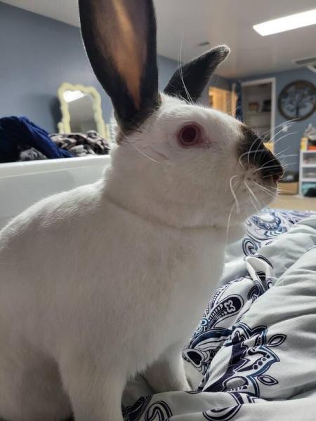 RABBIT ANGELS RABBIT RESCUE