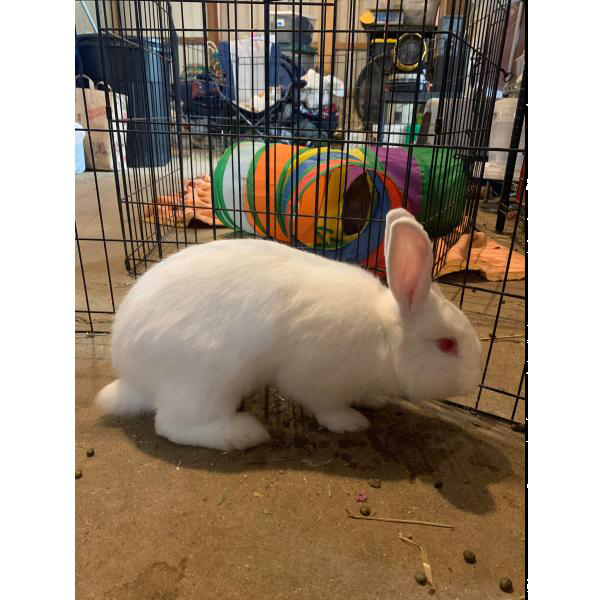 RABBIT ANGELS RABBIT RESCUE