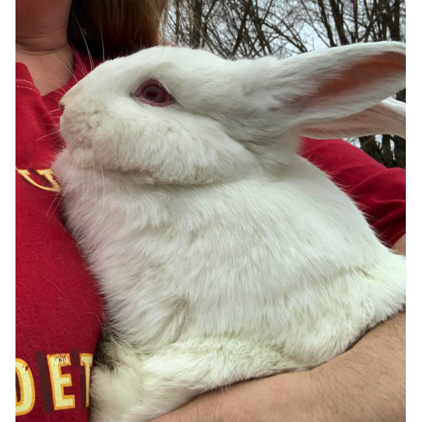 RABBIT ANGELS RABBIT RESCUE