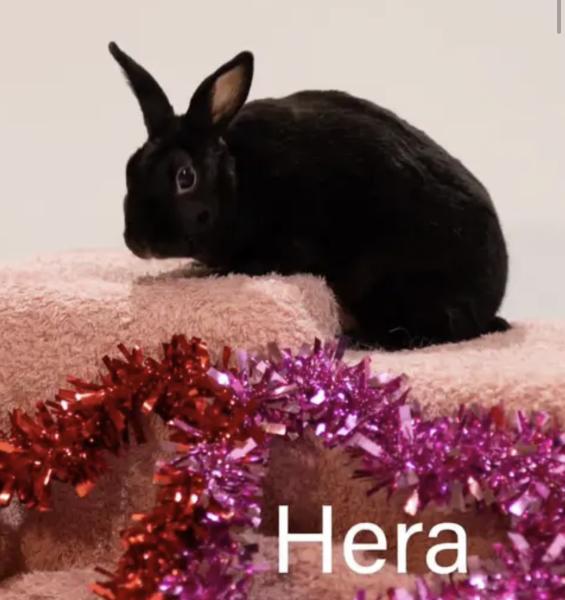 RABBIT ANGELS RABBIT RESCUE