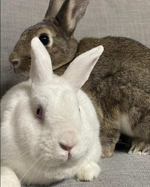 RABBIT ANGELS RABBIT RESCUE