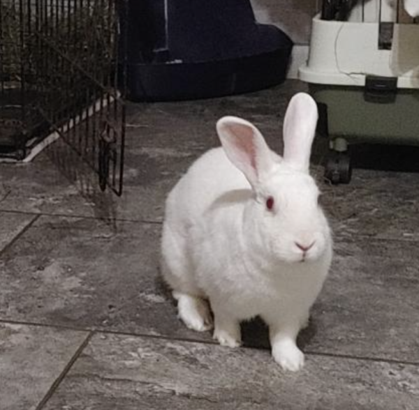 RABBIT ANGELS RABBIT RESCUE