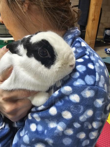 RABBIT ANGELS RABBIT RESCUE
