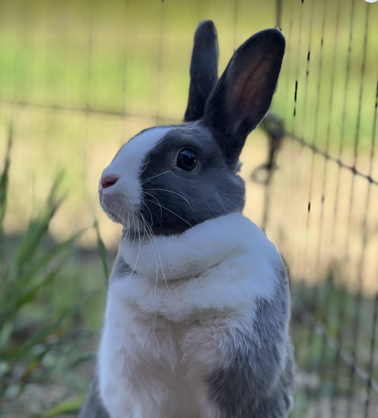 RABBIT ANGELS RABBIT RESCUE