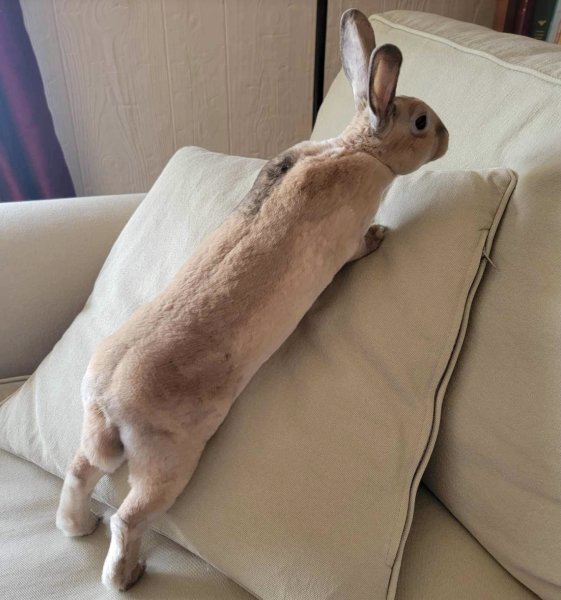 RABBIT ANGELS RABBIT RESCUE