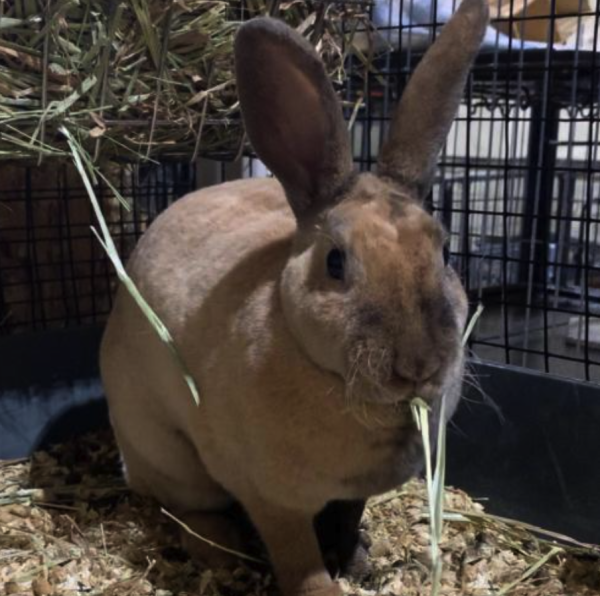 RABBIT ANGELS RABBIT RESCUE