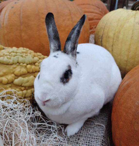 RABBIT ANGELS RABBIT RESCUE