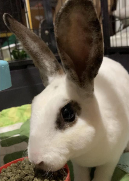 RABBIT ANGELS RABBIT RESCUE