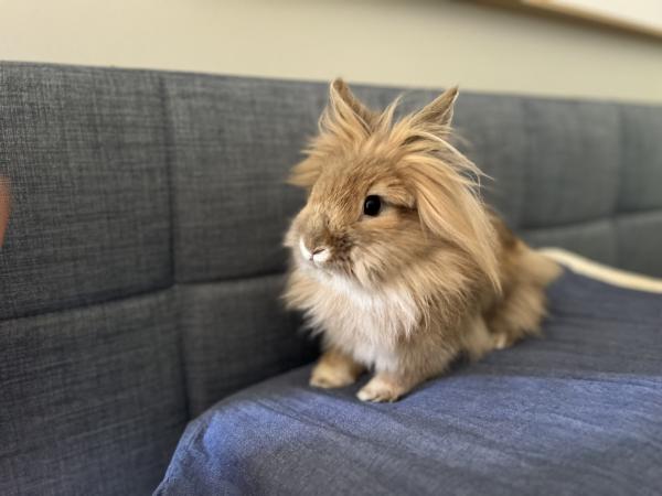 RABBIT ANGELS RABBIT RESCUE