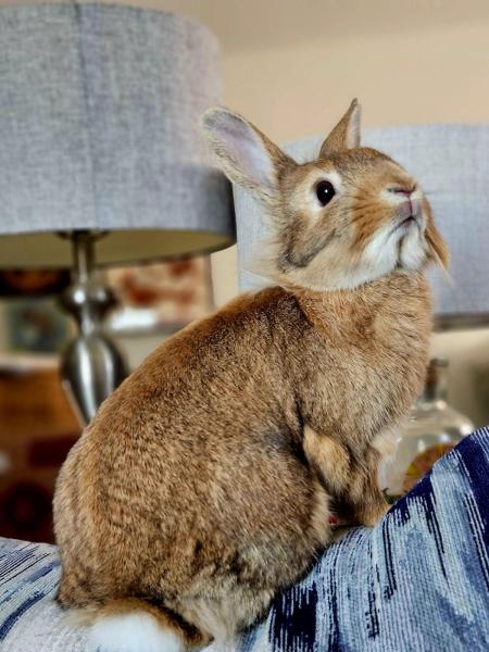 RABBIT ANGELS RABBIT RESCUE