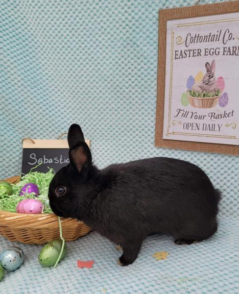 RABBIT ANGELS RABBIT RESCUE