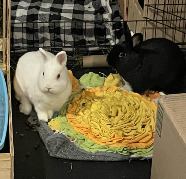 RABBIT ANGELS RABBIT RESCUE