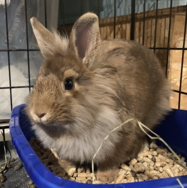 RABBIT ANGELS RABBIT RESCUE