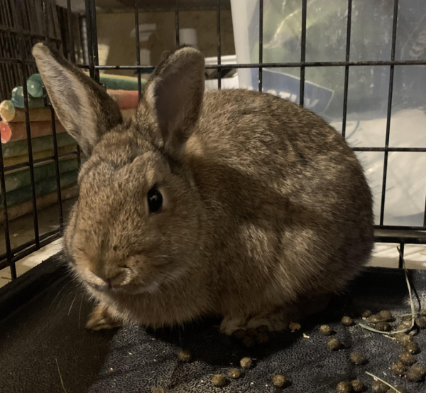 RABBIT ANGELS RABBIT RESCUE