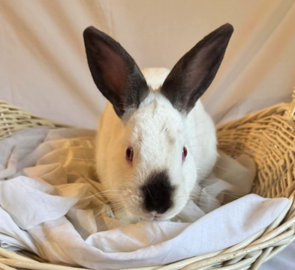 RABBIT ANGELS RABBIT RESCUE