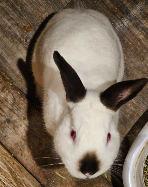 RABBIT ANGELS RABBIT RESCUE