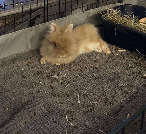 RABBIT ANGELS RABBIT RESCUE