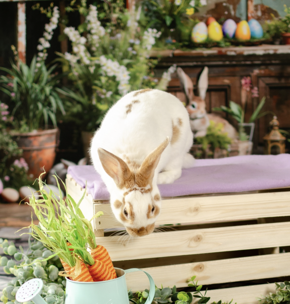 RABBIT ANGELS RABBIT RESCUE