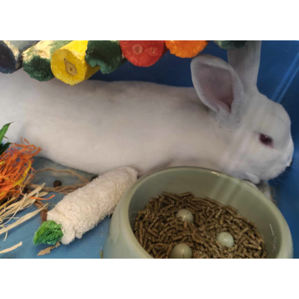 RABBIT ANGELS RABBIT RESCUE