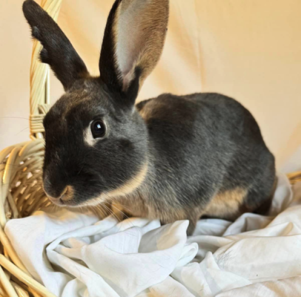 RABBIT ANGELS RABBIT RESCUE