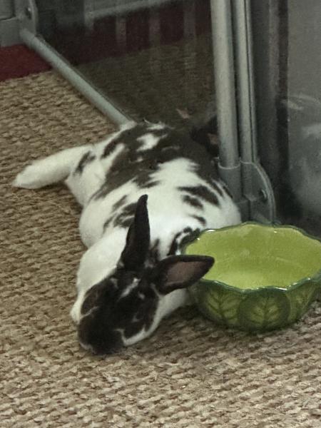 RABBIT ANGELS RABBIT RESCUE