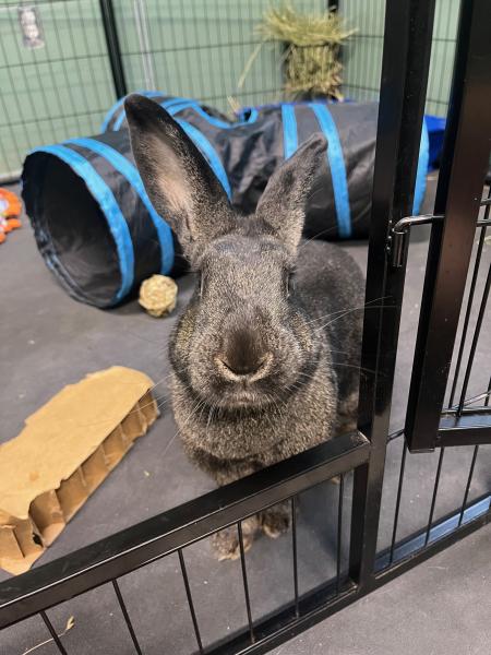 RABBIT ANGELS RABBIT RESCUE