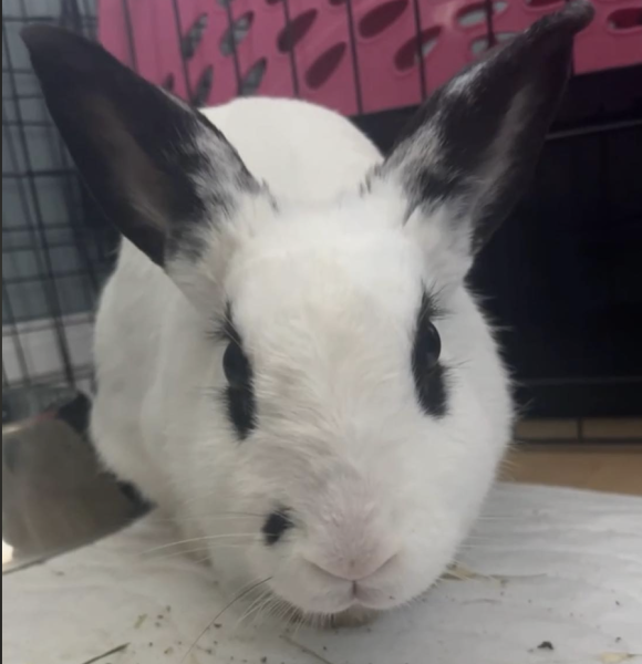 RABBIT ANGELS RABBIT RESCUE