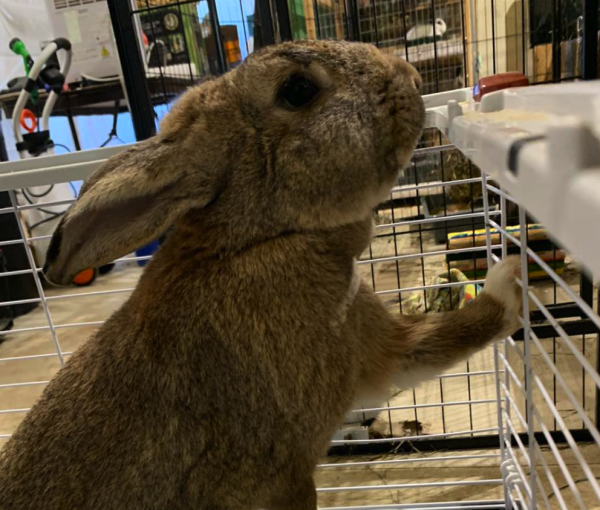 RABBIT ANGELS RABBIT RESCUE