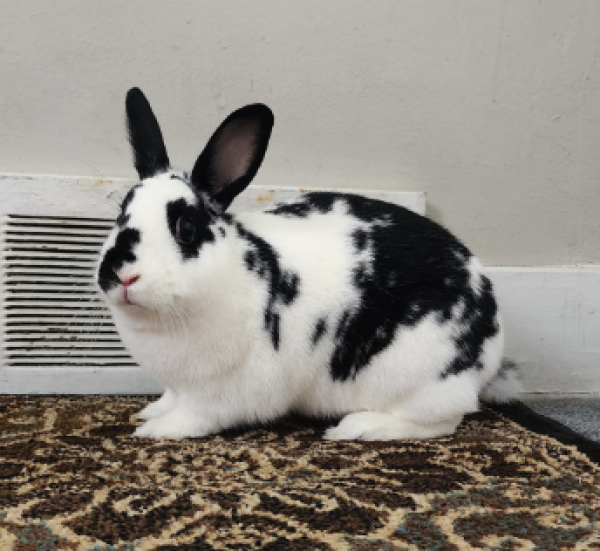 RABBIT ANGELS RABBIT RESCUE