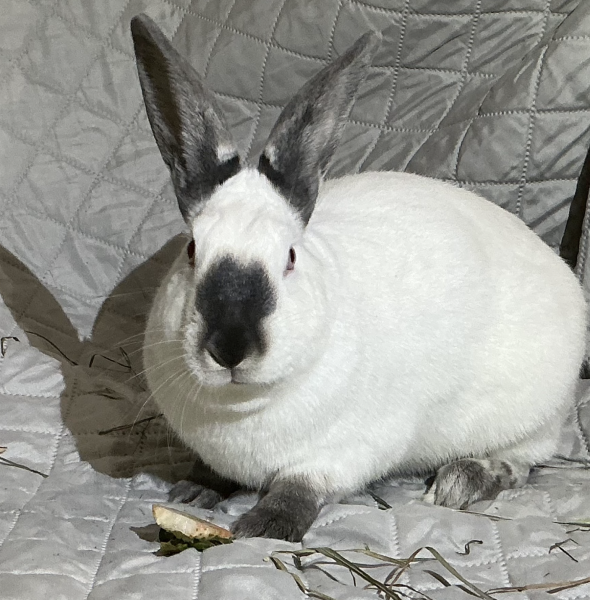 RABBIT ANGELS RABBIT RESCUE