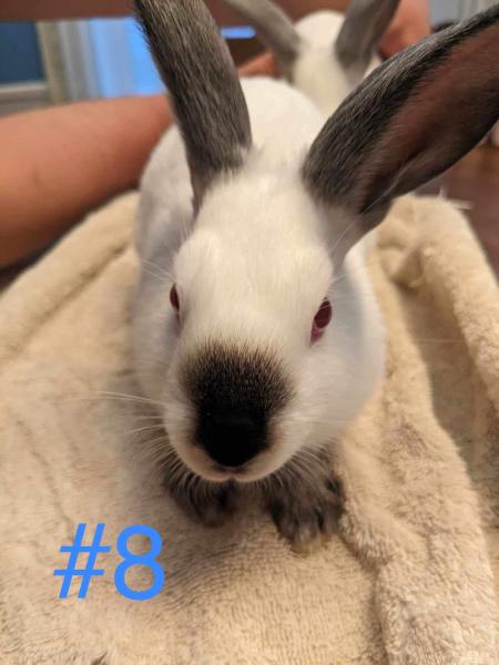 RABBIT ANGELS RABBIT RESCUE