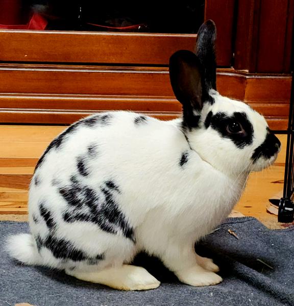 RABBIT ANGELS RABBIT RESCUE