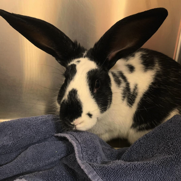 RABBIT ANGELS RABBIT RESCUE