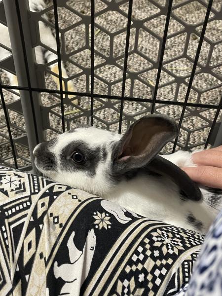 RABBIT ANGELS RABBIT RESCUE