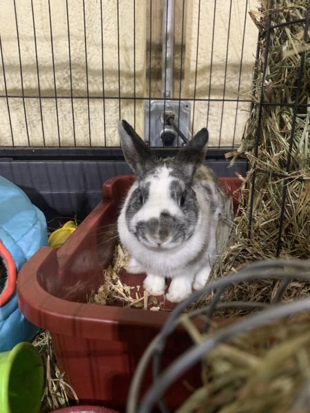 RABBIT ANGELS RABBIT RESCUE