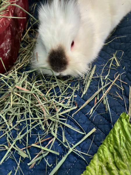 RABBIT ANGELS RABBIT RESCUE