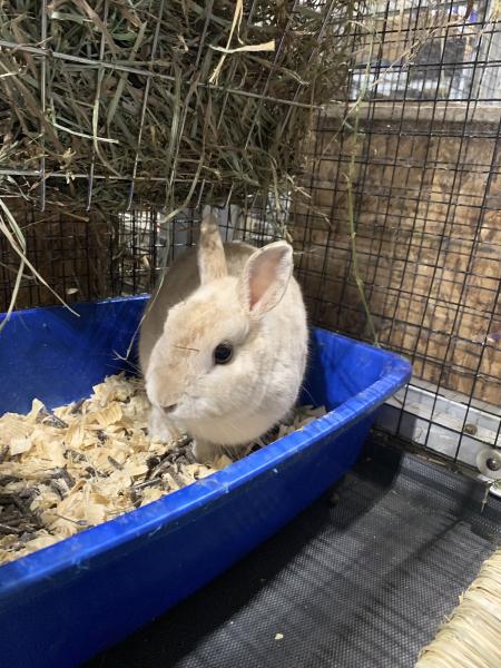 RABBIT ANGELS RABBIT RESCUE