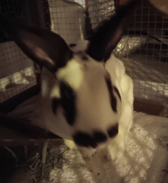 RABBIT ANGELS RABBIT RESCUE