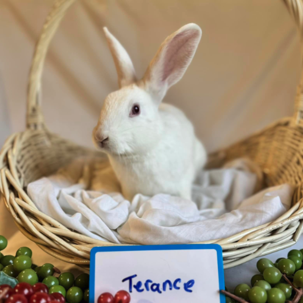 RABBIT ANGELS RABBIT RESCUE