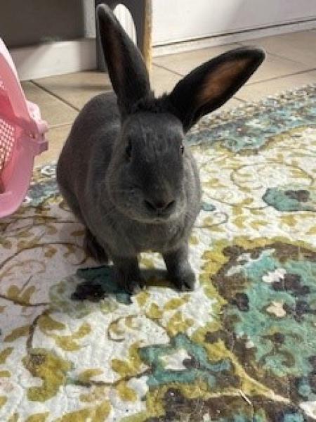 RABBIT ANGELS RABBIT RESCUE