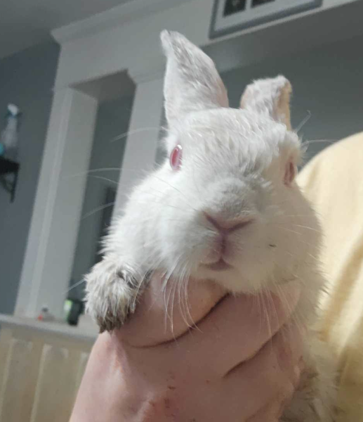RABBIT ANGELS RABBIT RESCUE