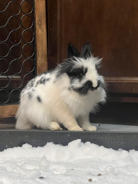 RABBIT ANGELS RABBIT RESCUE