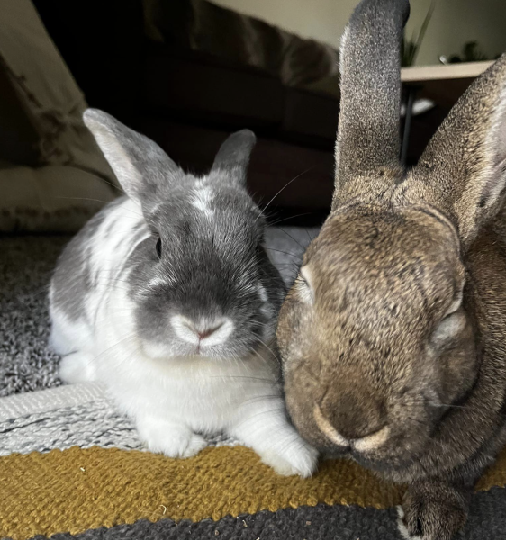 RABBIT ANGELS RABBIT RESCUE