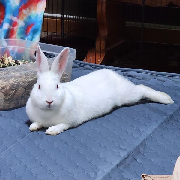 RABBIT ANGELS RABBIT RESCUE