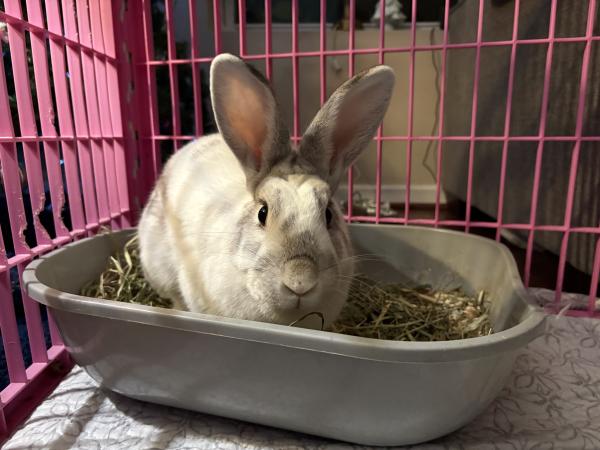 RABBIT ANGELS RABBIT RESCUE