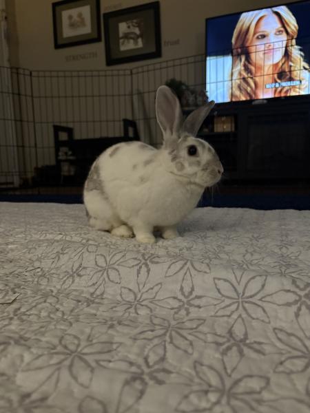 RABBIT ANGELS RABBIT RESCUE