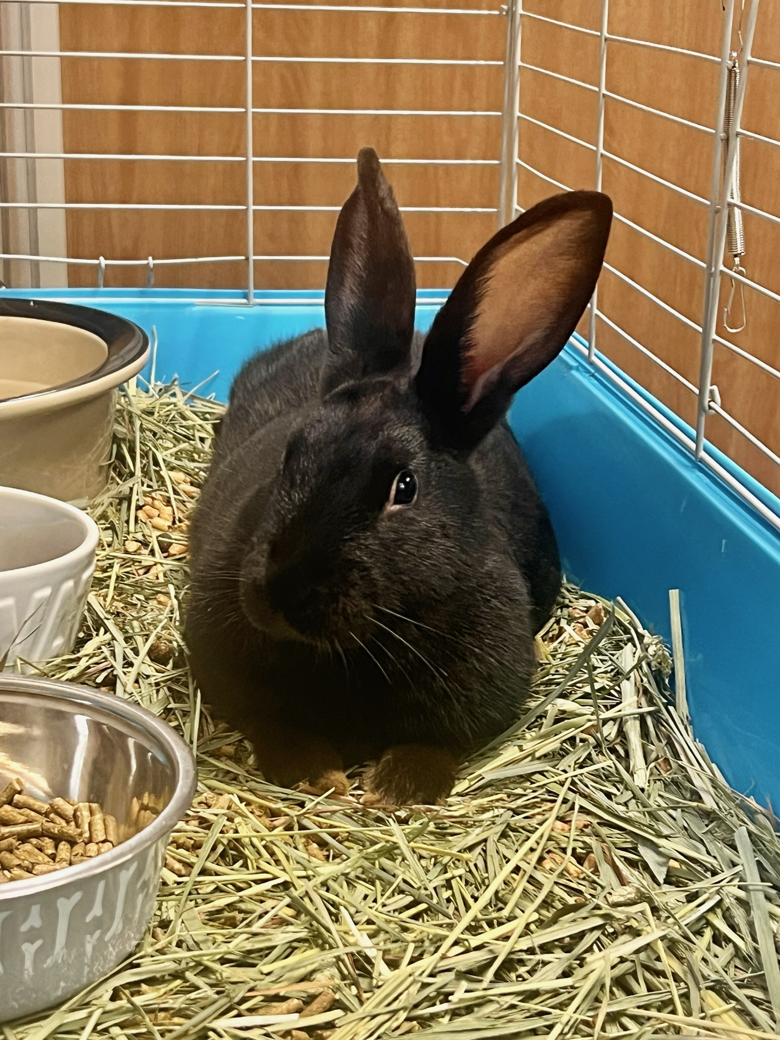 RABBIT ANGELS RABBIT RESCUE