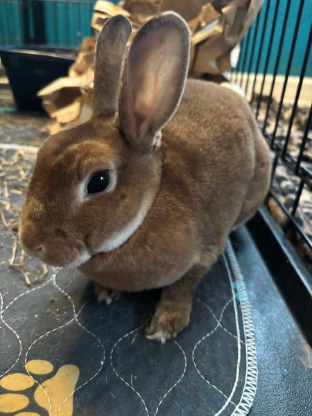 RABBIT ANGELS RABBIT RESCUE